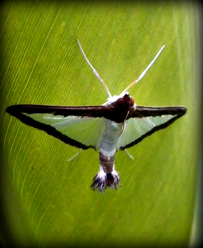 Melonworm Moth(Barrenador del melón) | Project Noah