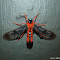 Scarlet-Bodied Wasp Moth | Project Noah