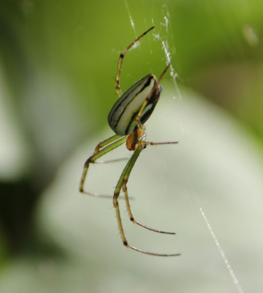 Orb weaver | Project Noah