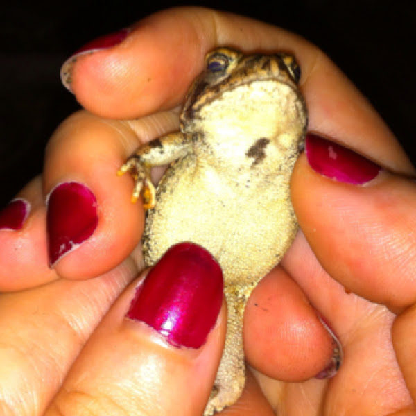 Fowler's Toad, female | Project Noah