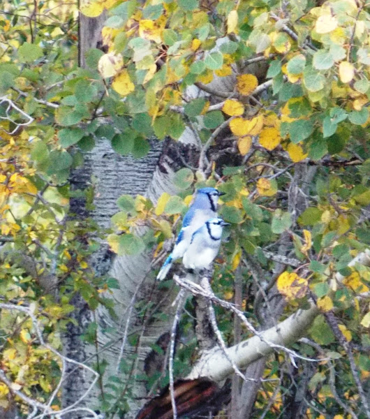 Blue Jay | Project Noah