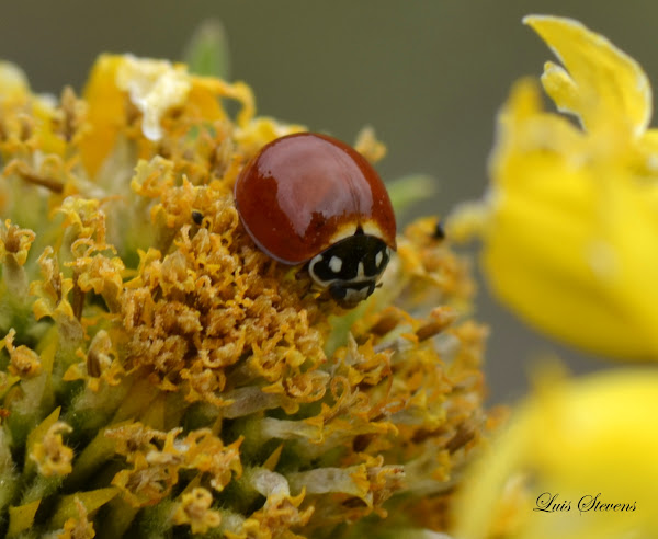 No-spotted Ladybugs | Project Noah