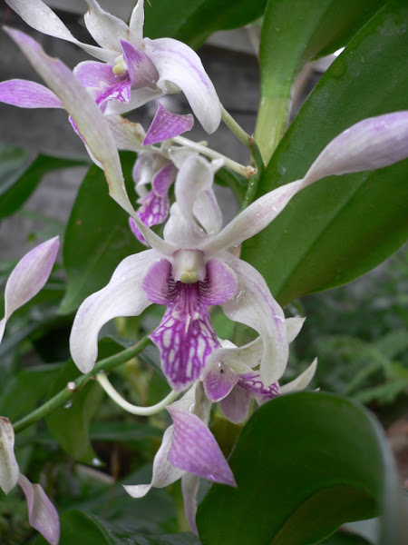 Dendrobium warm type | Project Noah