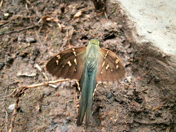 Long-tailed Skipper | Project Noah