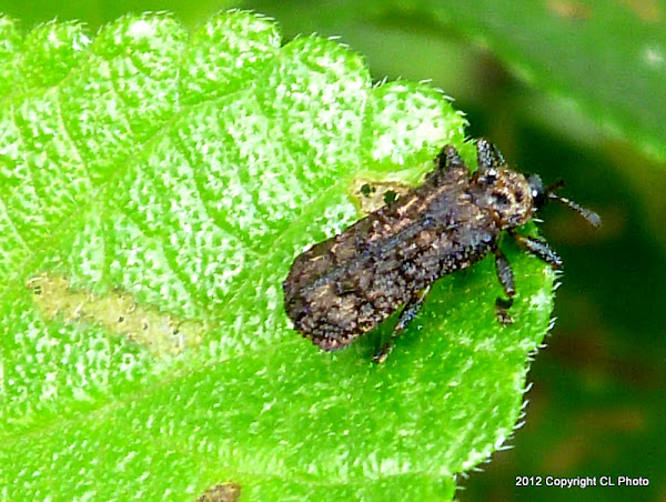 Lantana Leaf Miner Beetle | Project Noah