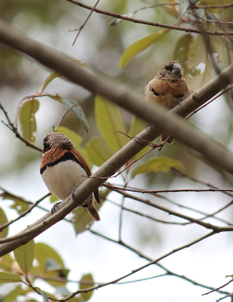 Chestnut-breasted Mannikin | Project Noah