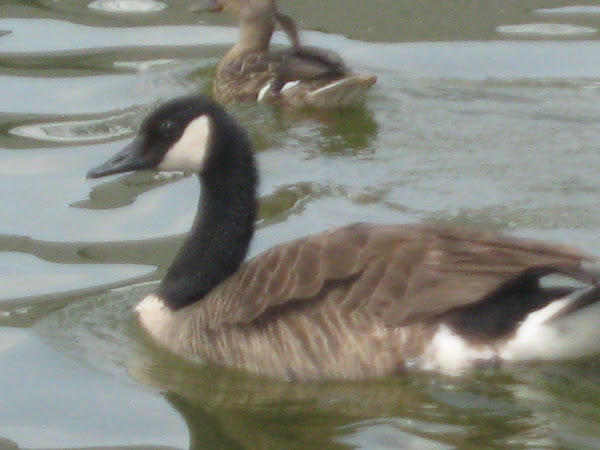 Canada Geese part 3 | Project Noah