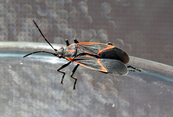 Box Elder Bug | Project Noah