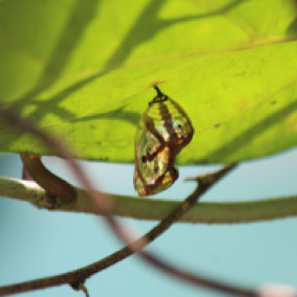 Common Crow (Oleander) Butterfly chrysalis | Project Noah