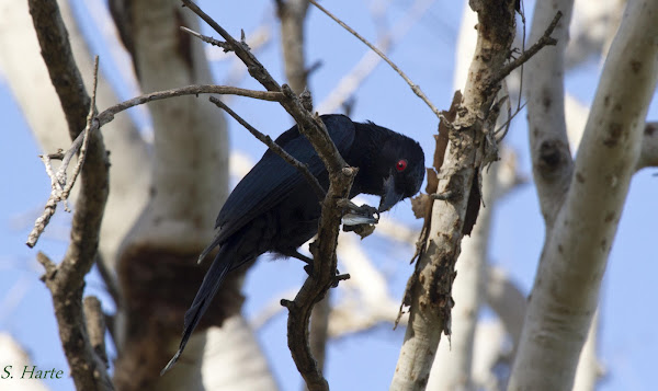 Spangled Drongo eating a cicada | Project Noah