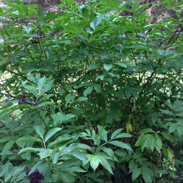 Blackberry Elder | Project Noah