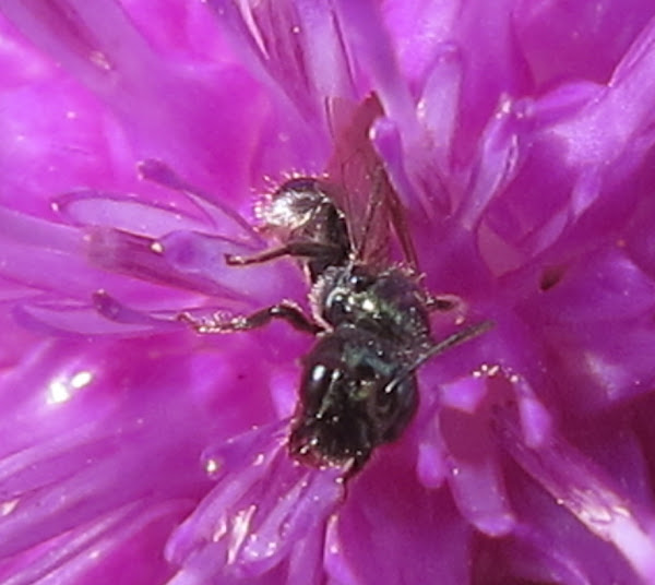 Small Carpenter Bee | Project Noah