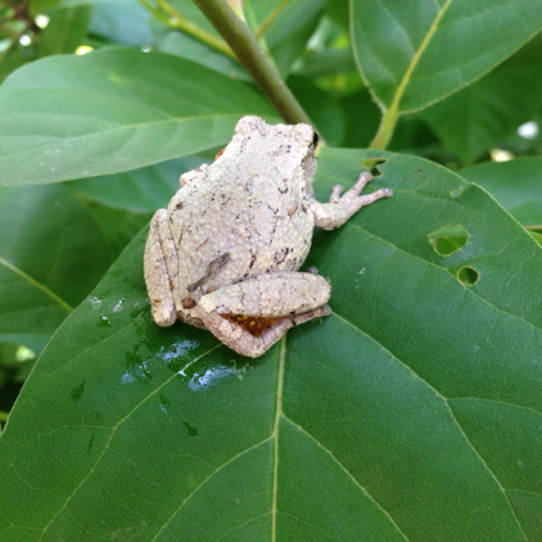 Gray tree frog | Project Noah