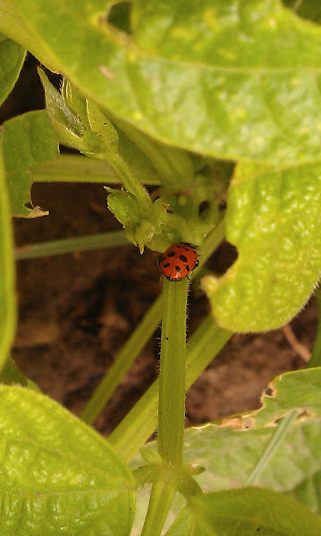 Lady bug | Project Noah