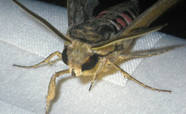 Convolvulus Hawk Moth | Project Noah