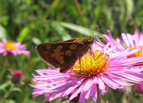 Peck's Skipper Butterfly | Project Noah