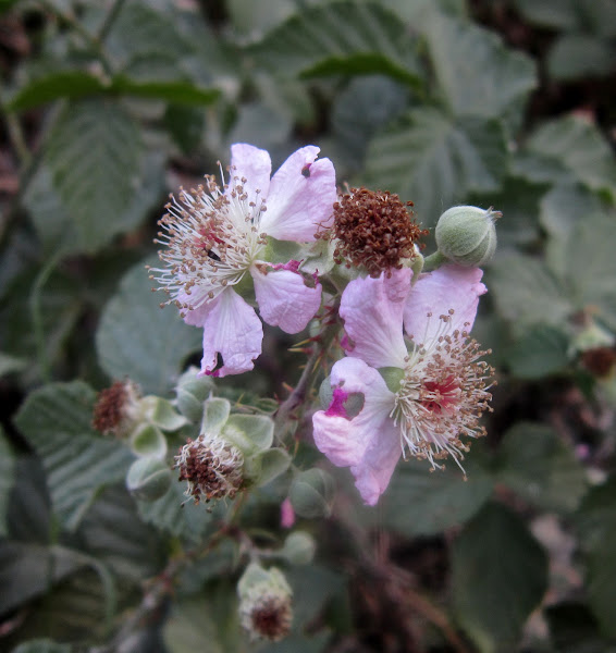 Elmleaf blackberry | Project Noah