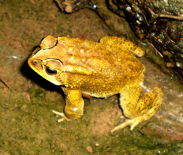 Common Indian Toad | Project Noah