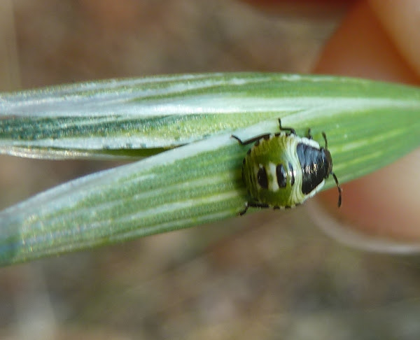 Common Green Shieldbug 1st instar | Project Noah
