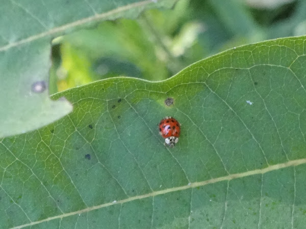 Ladybug | Project Noah