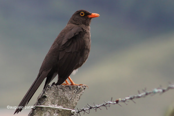 Mirla patinaranja - Great Thrush | Project Noah