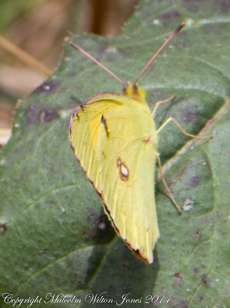 Clouded Yellow | Project Noah