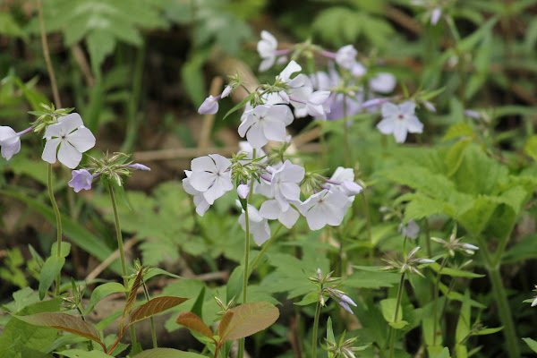 Phlox | Project Noah