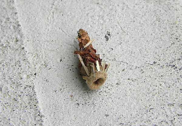 Bagworm Moth larva | Project Noah