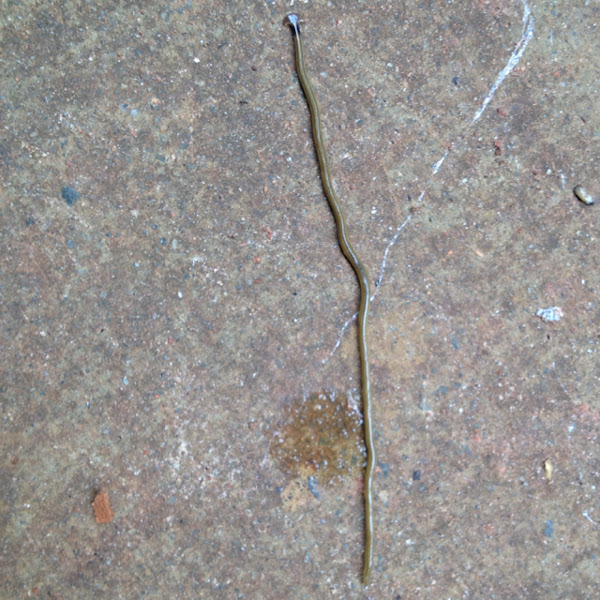 hammerhead flatworm | Project Noah