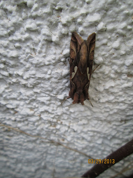 Bilobed Looper Moth | Project Noah