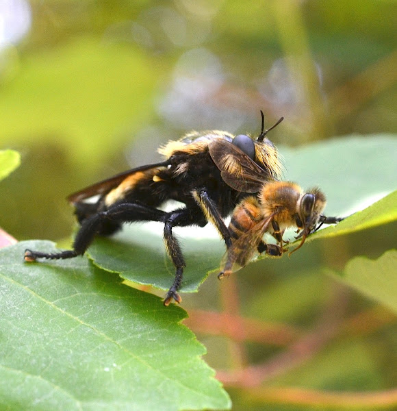Robber fly (bumble bee mimic) | Project Noah