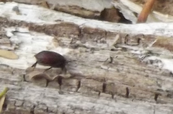 Pentatomid bug | Project Noah