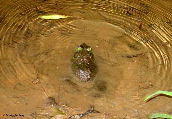 Bullfrog | Project Noah