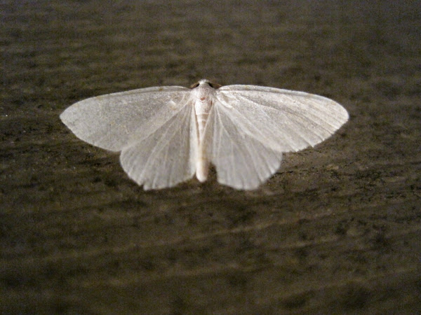 Lesser Maple Spanworm | Project Noah