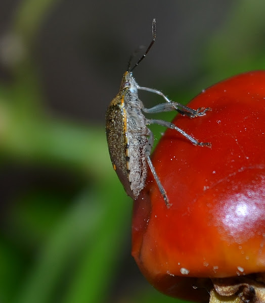Sunflower Seed Bug | Project Noah