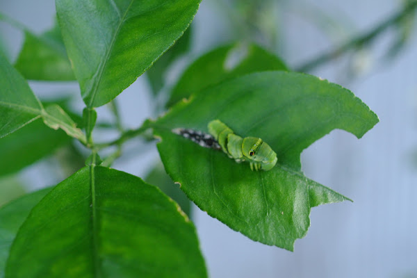 The Chinese Yellow Swallowtail larvae | Project Noah