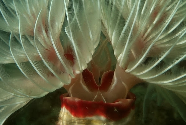 Feather Duster Worm | Project Noah