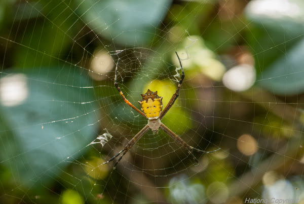 Spiny-backed Orb Weaver Spider | Project Noah