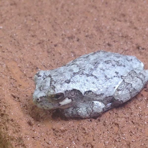 Eastern Gray Tree Frog | Project Noah