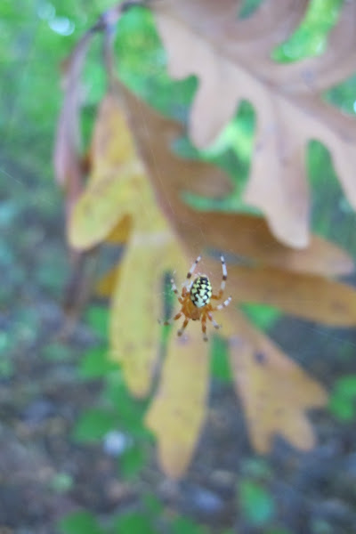 Marbled Orb Weaver | Project Noah