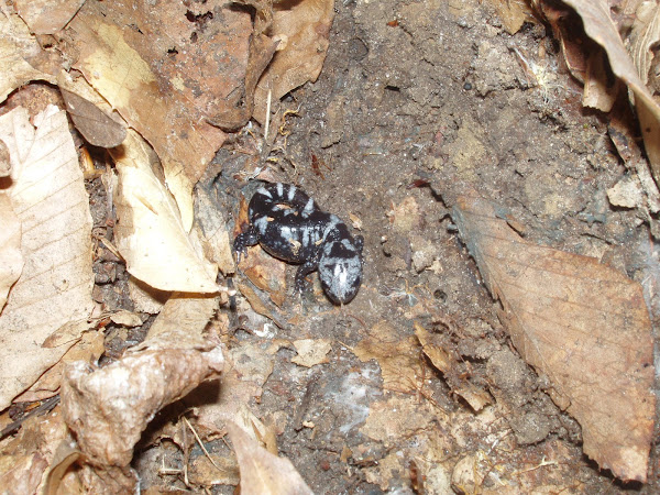 Marbled Salamander | Project Noah