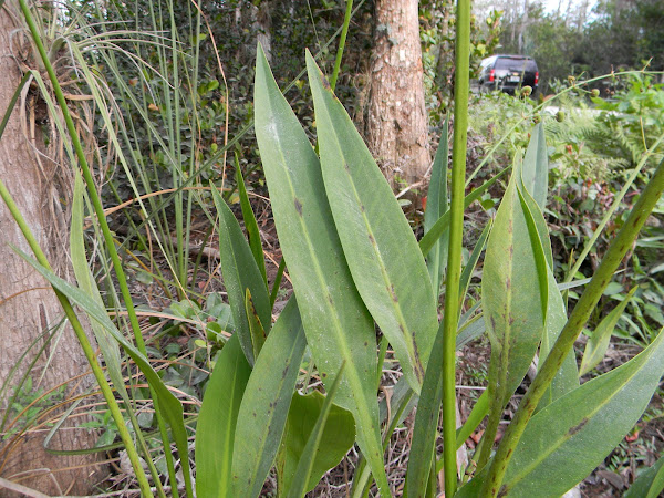 Bull-Tongue Arrowhead | Project Noah