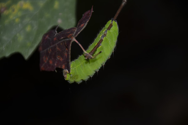 Luna Moth Larvae | Project Noah
