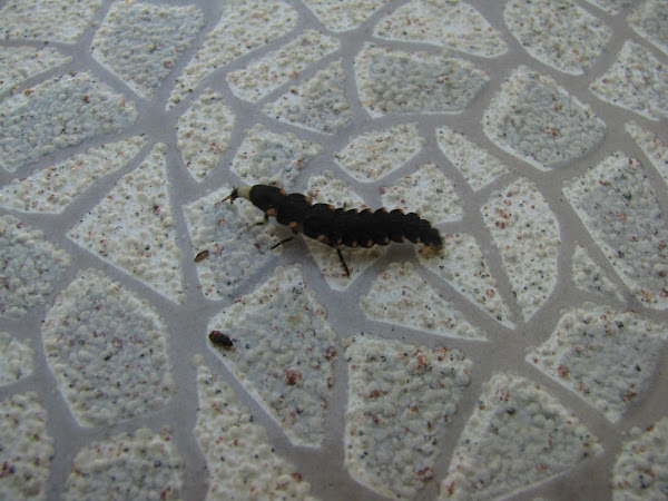 Firefly larva | Project Noah