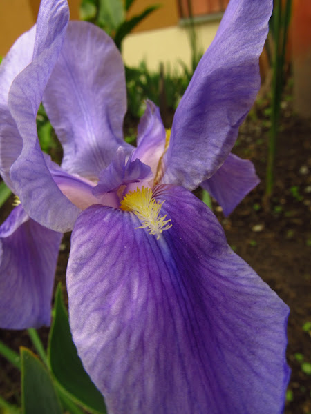 Iris germanica | Project Noah