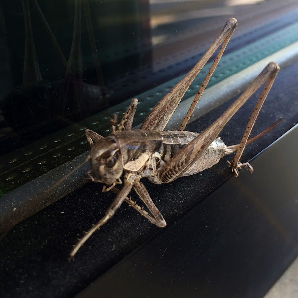 Shield-Backed Katydid (female) | Project Noah