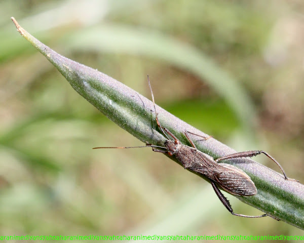 Soybean Pod Bug | Project Noah