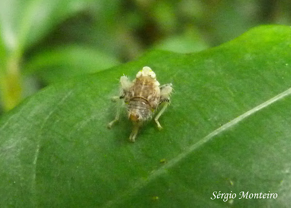 Leafhopper nimph | Project Noah