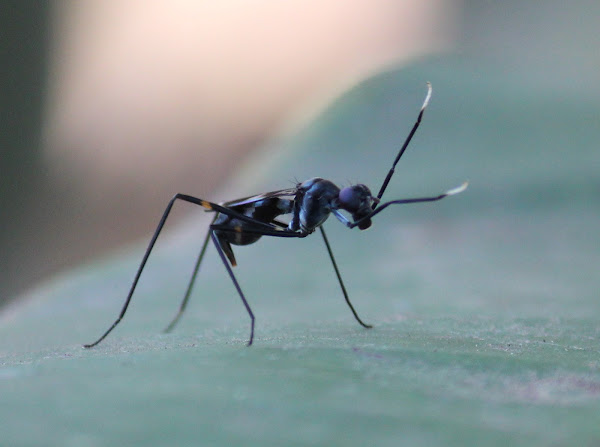 Black Stilt-legged Fly | Project Noah