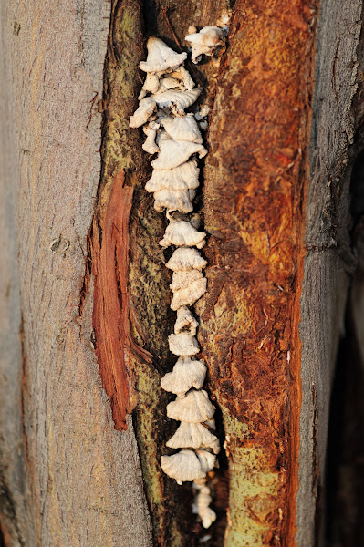 Split Gill | Project Noah